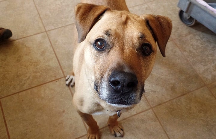 Spa Treatments for Senior Boxer Dog | Best Friends Animal Society